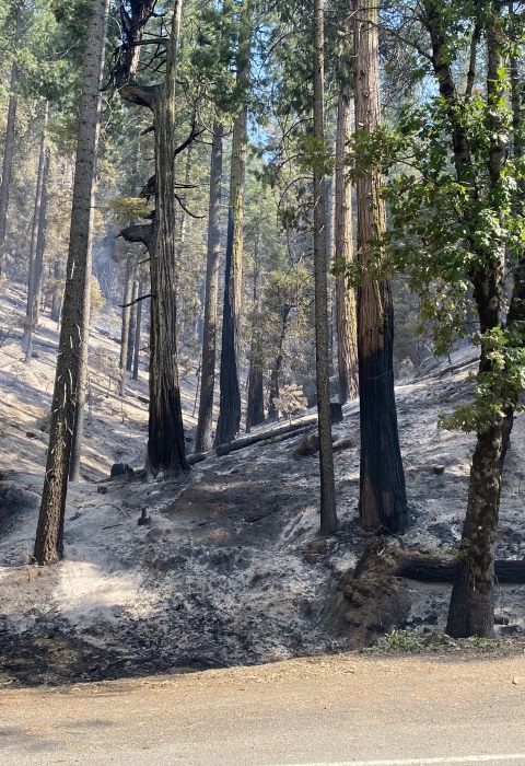 Sagebrush Conservation | U.S. Fish & Wildlife Service