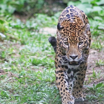 do jaguars have spots