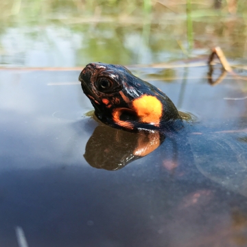 bog turtle uk