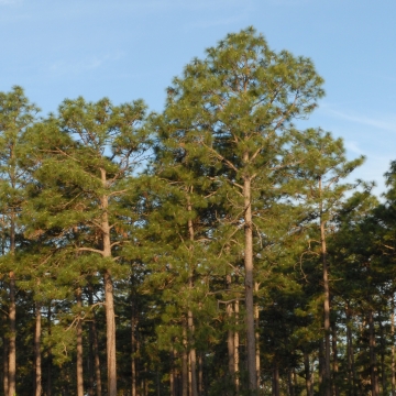longleaf pine tree scientific name