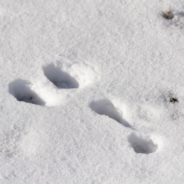 Rabbit Tracks In Snow