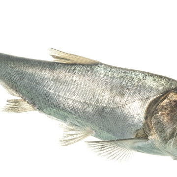 silverfish welshpool