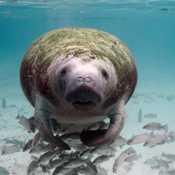 manatee fish