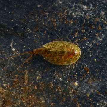 do tadpole shrimp bite