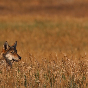 gray wolf listing status