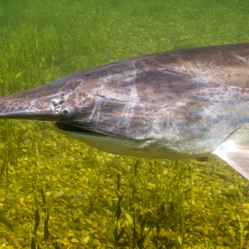 giant paddlefish