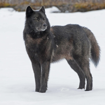 alexander archipelago wolf colors