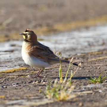 yellow faced lark
