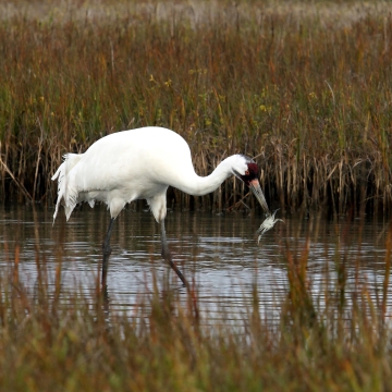 whooping crane