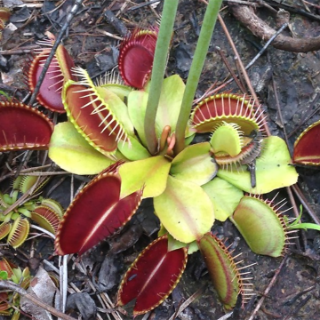 venus flytrap is an example of
