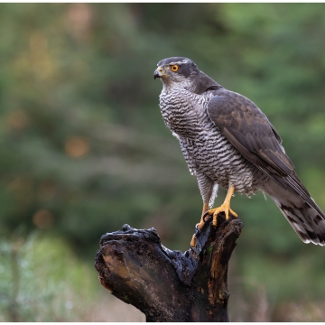 lamping goshawk