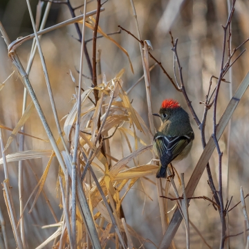 ruby crowned kinglet scientific name