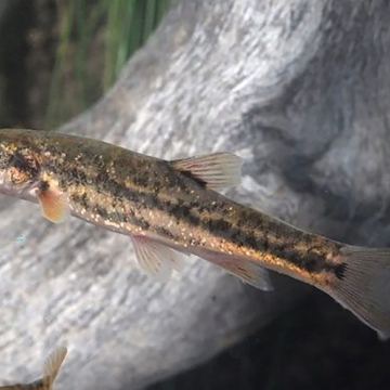 longnose dace identification