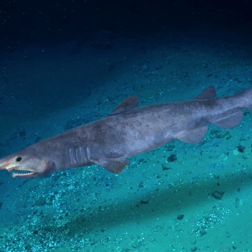 goblin shark mid bite