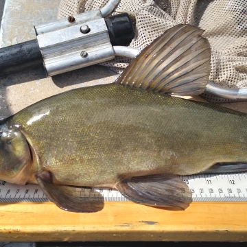 tench size
