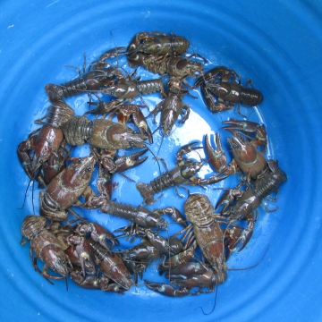 crayfish conservation manual