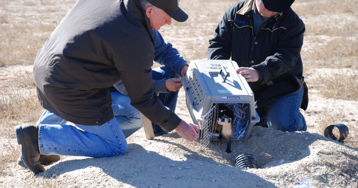 3-200-54: Enhancement of Survival Permits Associated with Conservation ...