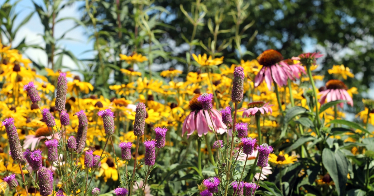 Top plants for your pollinator garden | U.S. Fish & Wildlife Service