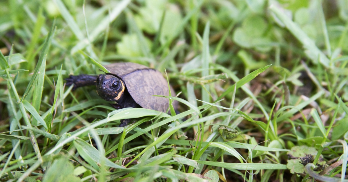 Conservation Planning Assistance Grants | U.S. Fish & Wildlife Service