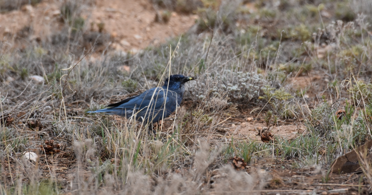 Pinyon Jay (Gymnorhinus cyanocephalus) | U.S. Fish & Wildlife Service