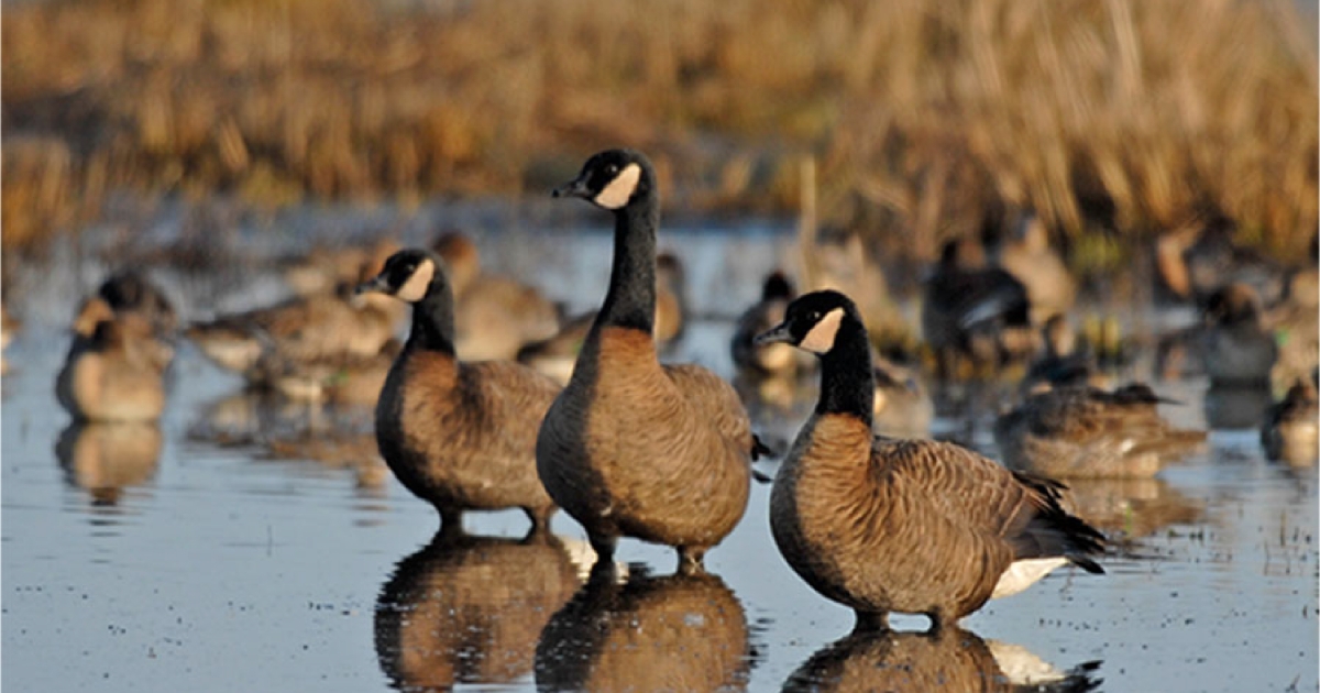 Citizen Scientists Key to Successful Data Collection at National ...