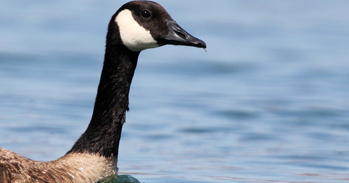 3-200-67: Special Canada Goose | U.S. Fish & Wildlife Service