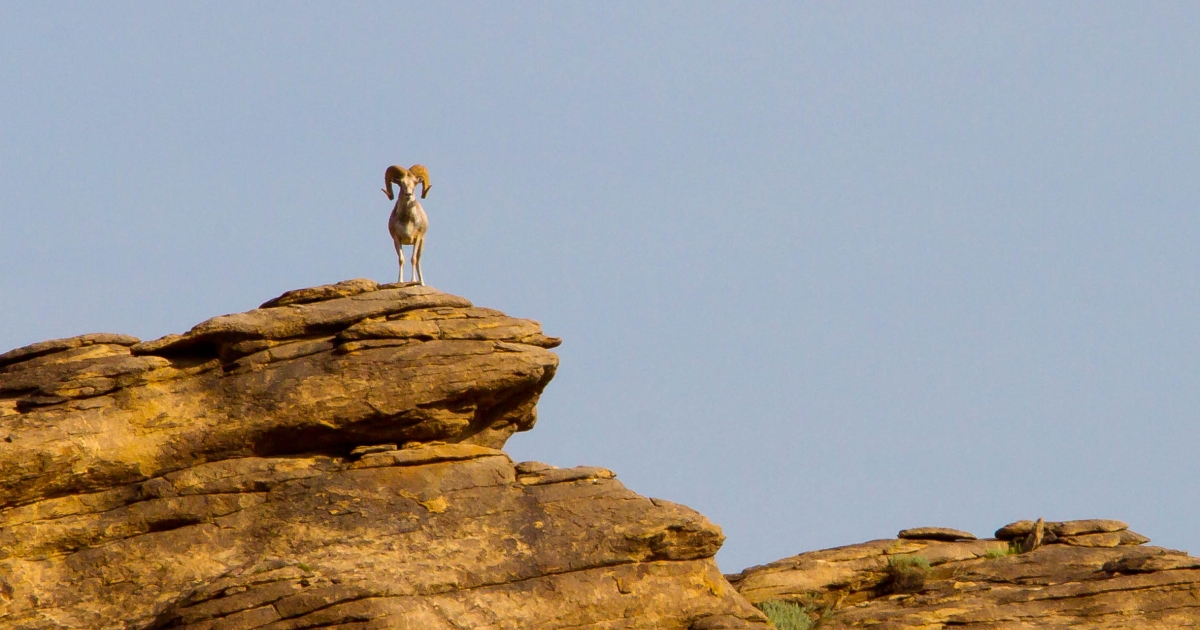 3-200-21: Import of Sport-Hunted Trophies of Argali | U.S. Fish ...