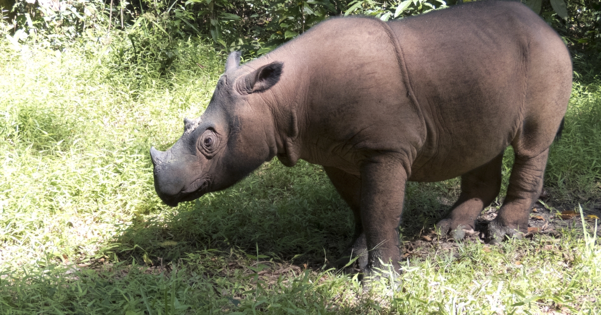 Rhinoceros and Tiger Conservation Fund (Asia) Funding Opportunity | U.S ...