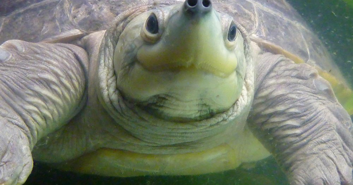 Tortoise and Freshwater Turtle Conservation Fund: Notice of Funding ...