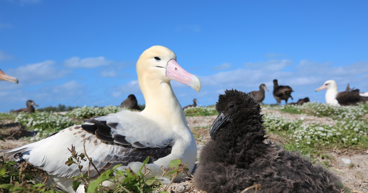 Short-tailed Albatross (Phoebastria albatrus) | U.S. Fish & Wildlife ...