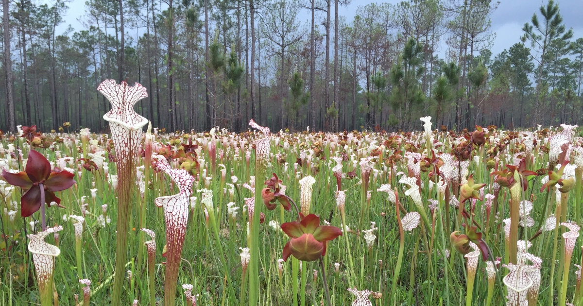 Alabama Ecological Services Field Office | U.S. Fish & Wildlife Service