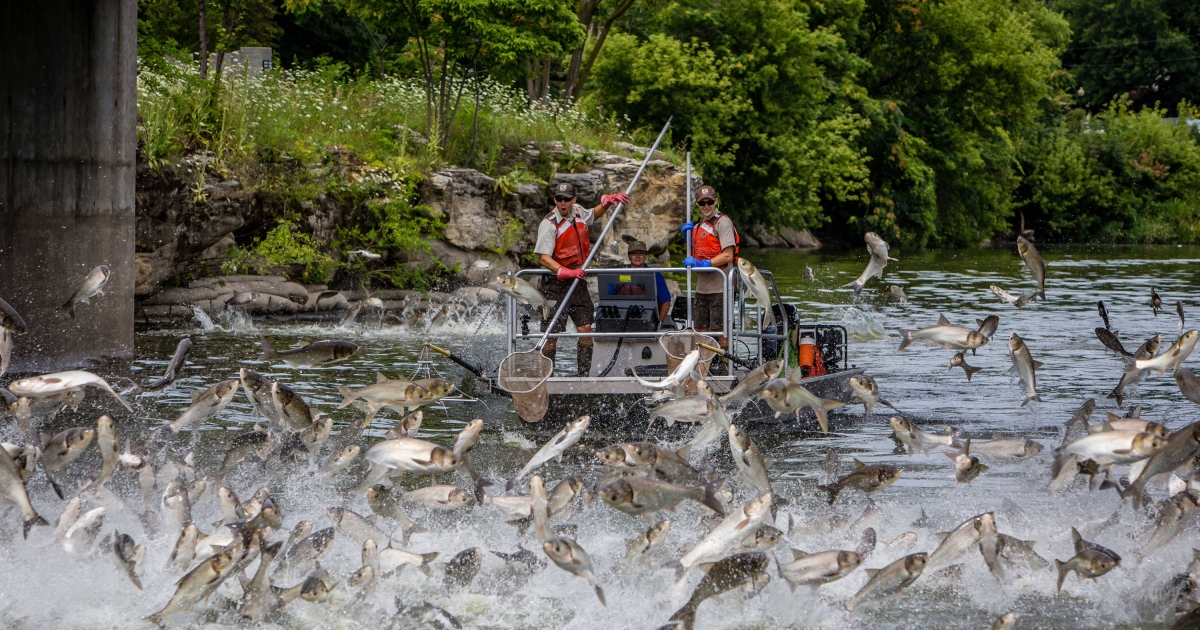Aquatic Invasive Species | U.S. Fish & Wildlife Service