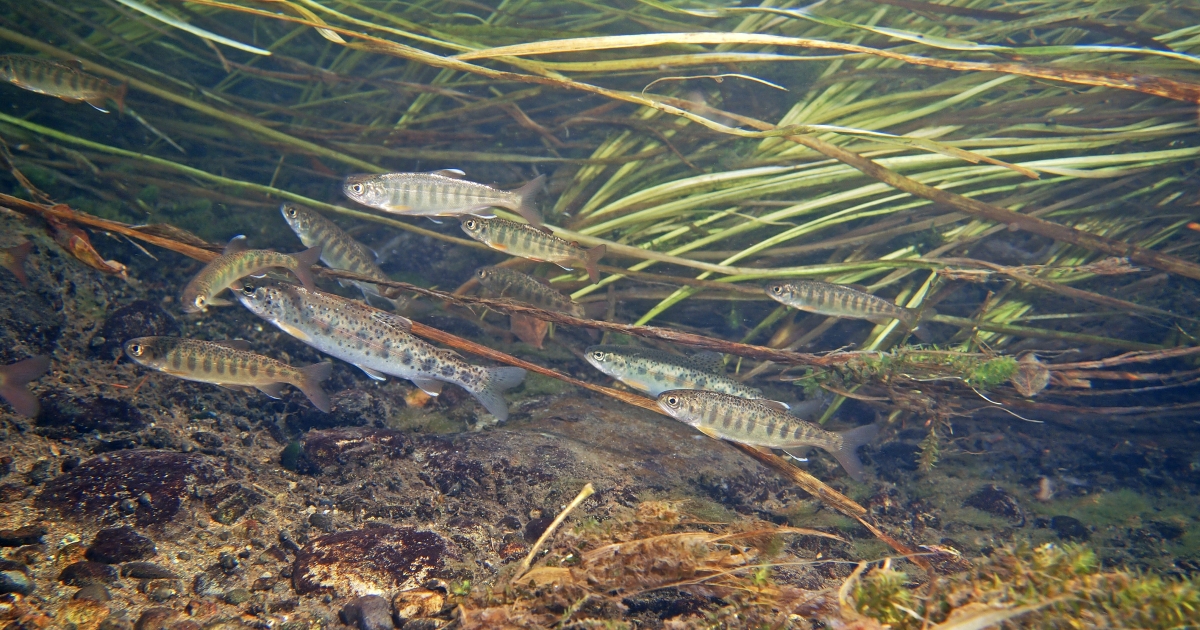 Western Washington Fish and Wildlife Conservation Office | U.S. Fish ...