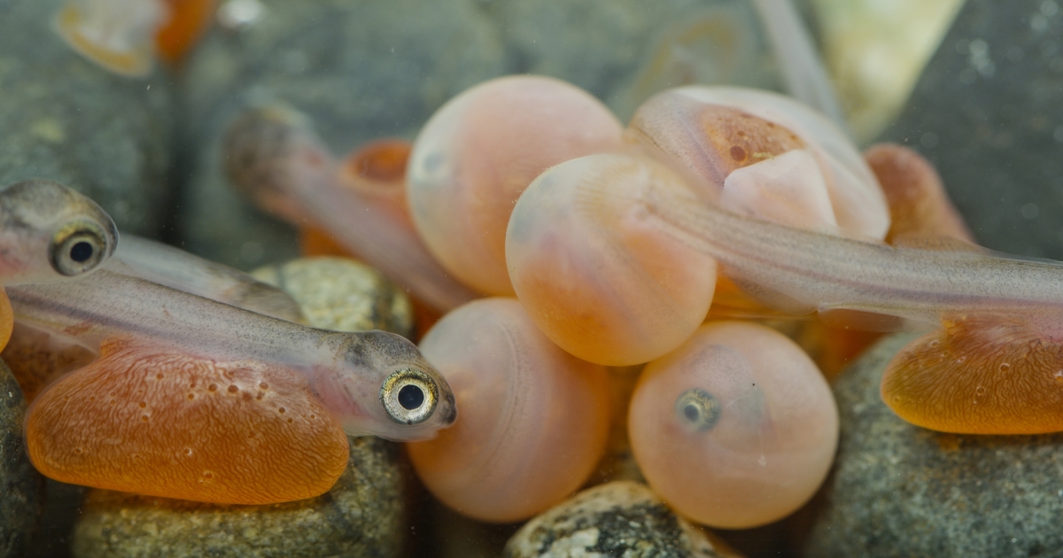 Columbia River Fish and Wildlife Conservation Office | U.S. Fish ...