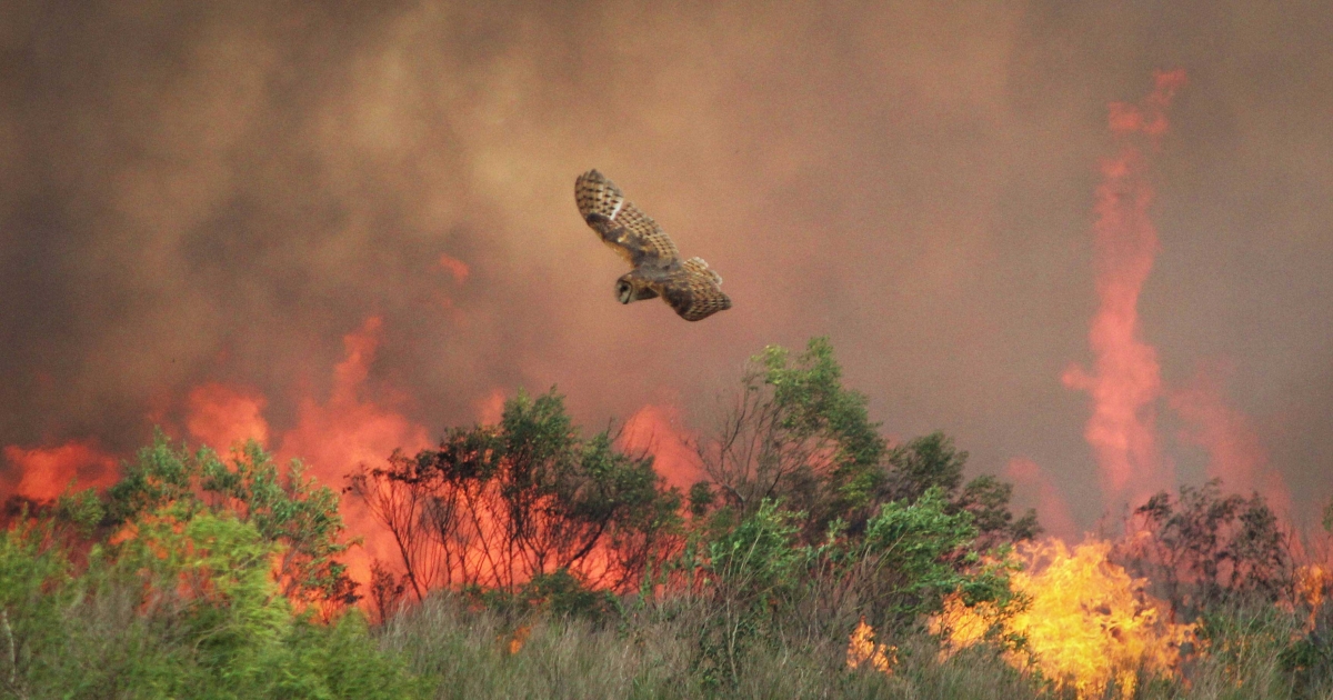 Managing Fire | U.S. Fish & Wildlife Service