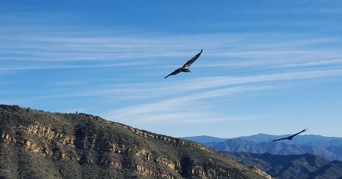 California Condor HPAI Response Update - May 19, 2023 | U.S. Fish ...