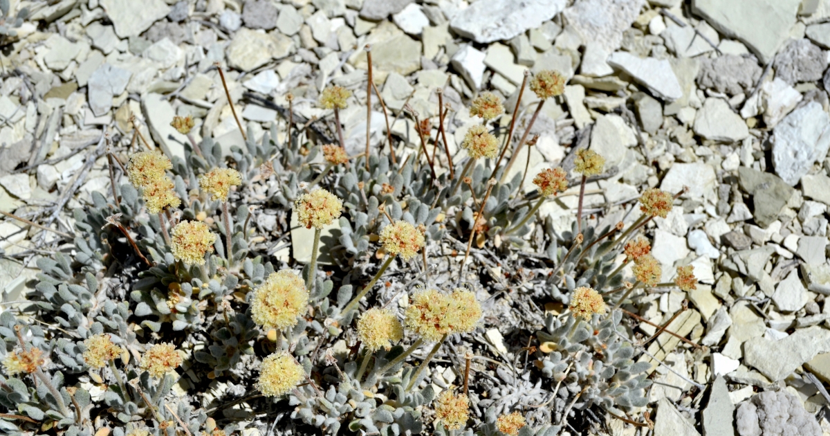 Reno Fish and Wildlife Office | U.S. Fish & Wildlife Service