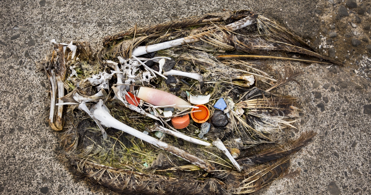 Oceans of Trash | U.S. Fish & Wildlife Service