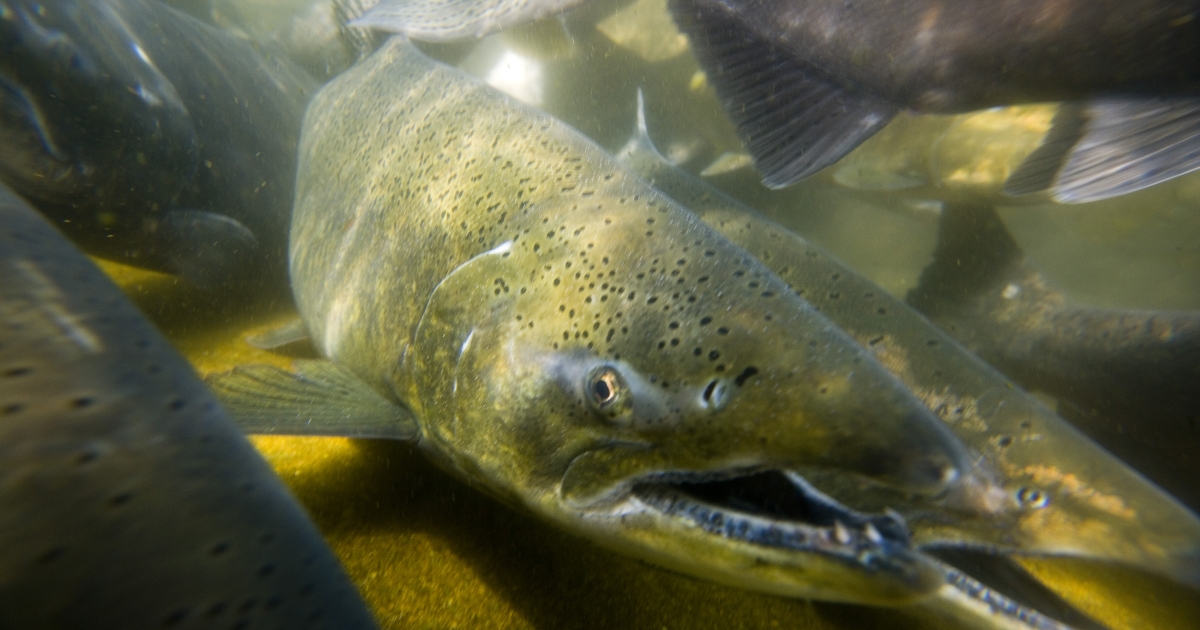 Spring Creek National Fish Hatchery | U.S. Fish & Wildlife Service