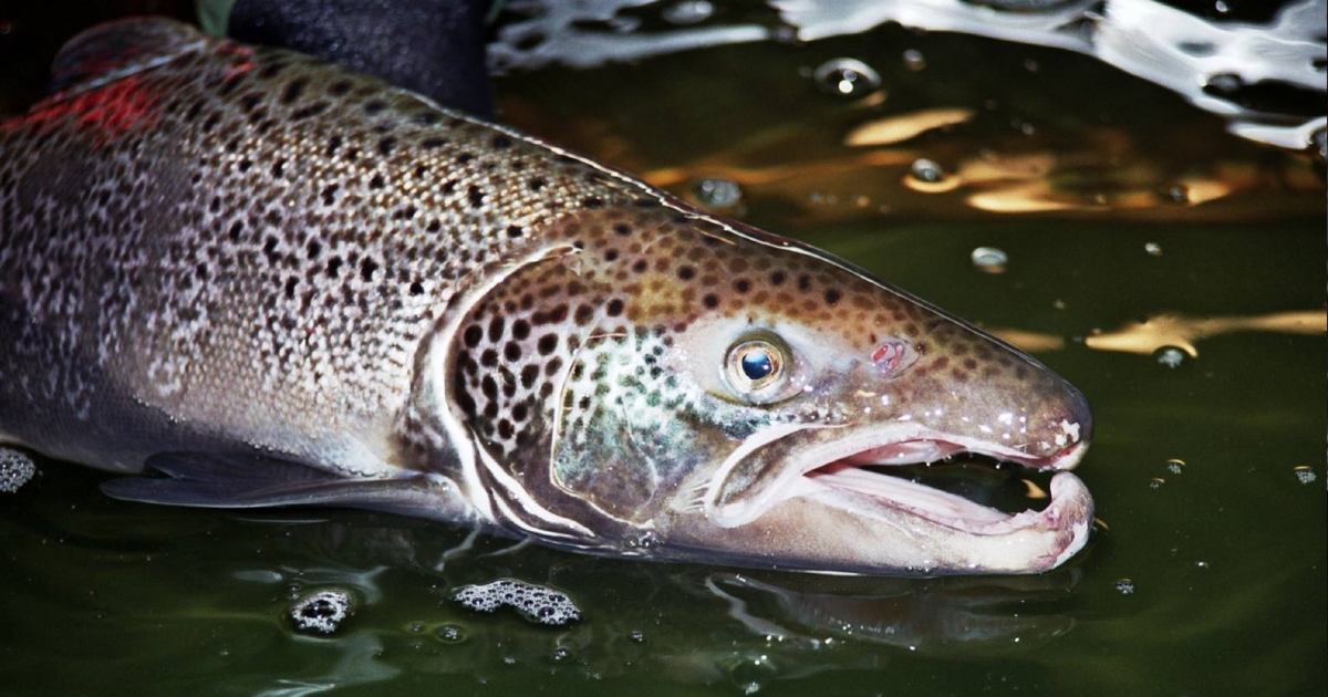 Atlantic Salmon (Salmo salar) | U.S. Fish & Wildlife Service