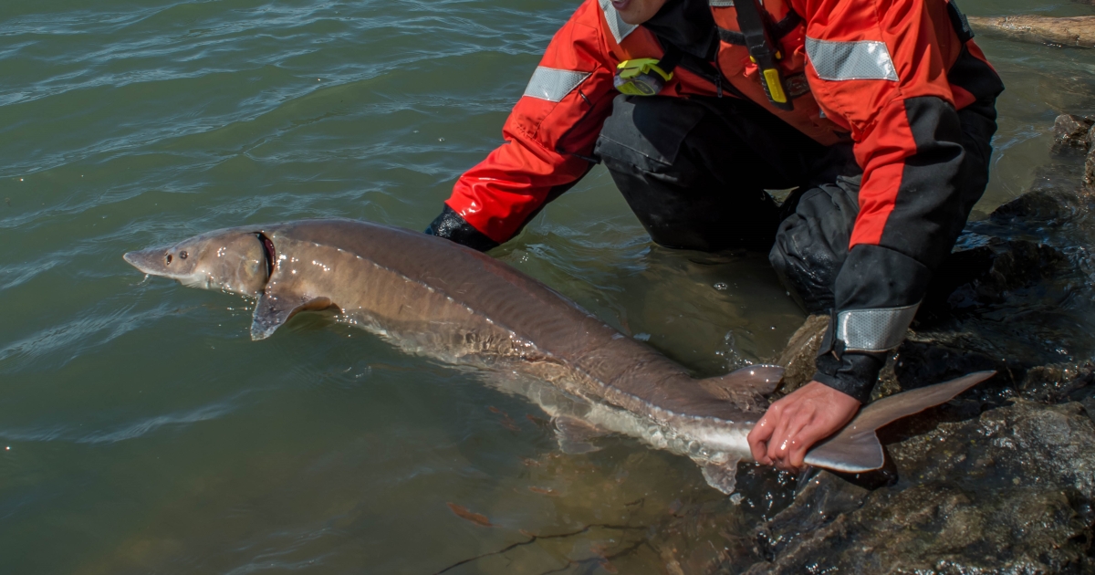 Lower Great Lakes Fish and Wildlife Conservation Office | U.S. Fish ...