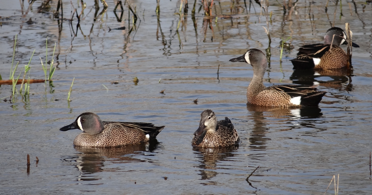 Boyer Chute National Wildlife Refuge | U.S. Fish & Wildlife Service