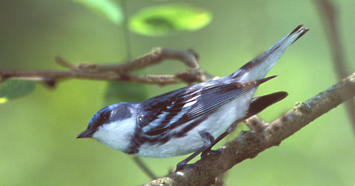 Cerulean Warbler (Dendroica cerulea) | U.S. Fish & Wildlife Service