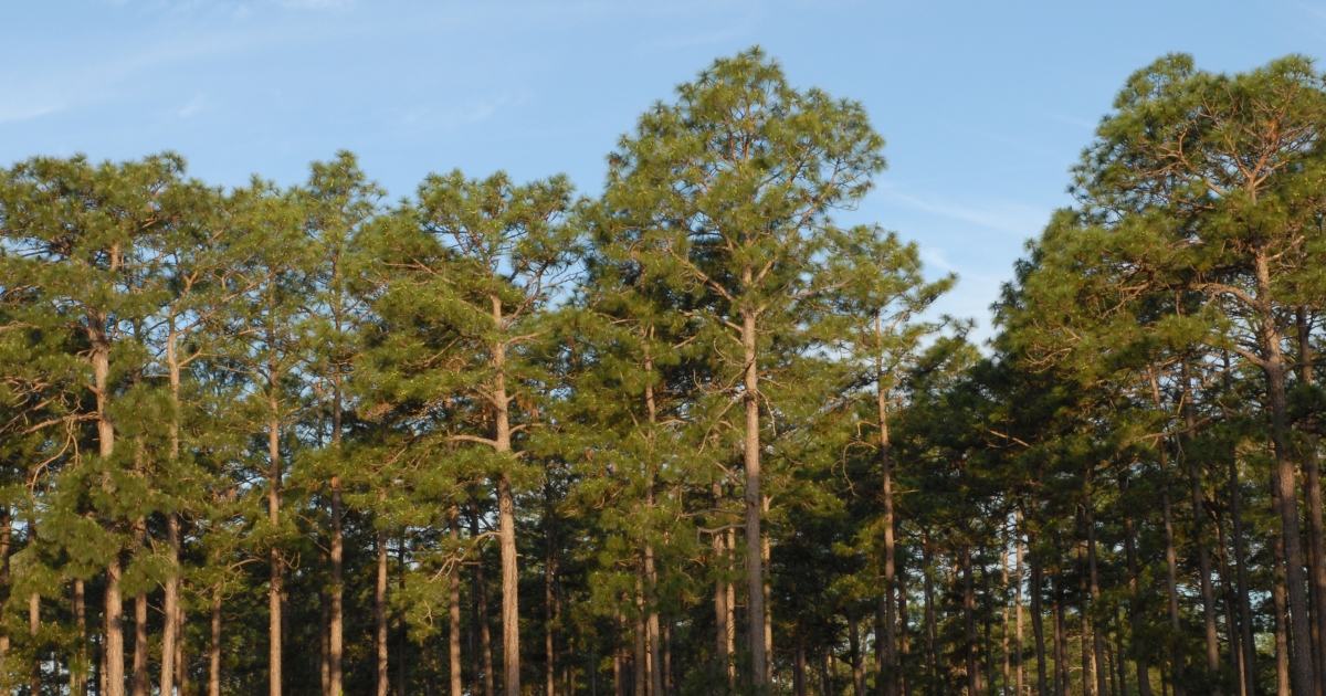 longleaf pine scientific name