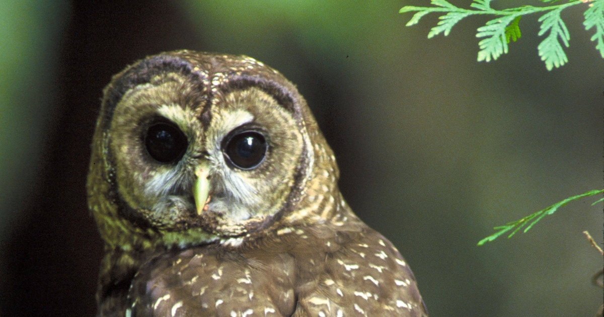 spotted wood owl scientific name