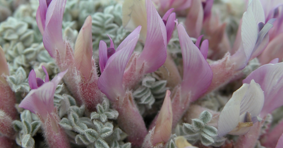 Meet the marvelous milk-vetches | U.S. Fish & Wildlife Service