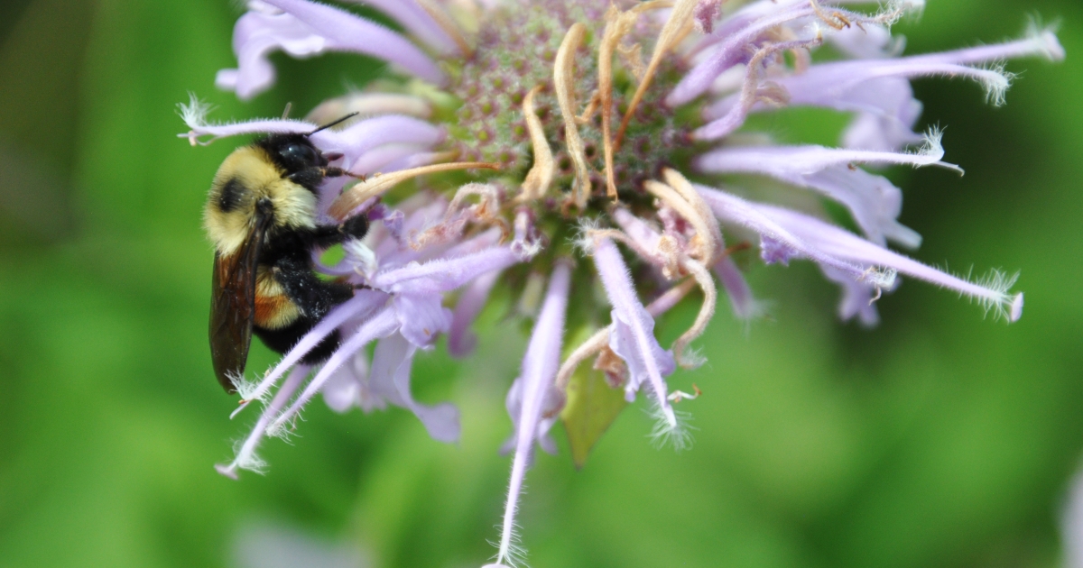 Beyond monarchs: A pollinator primer | U.S. Fish & Wildlife Service