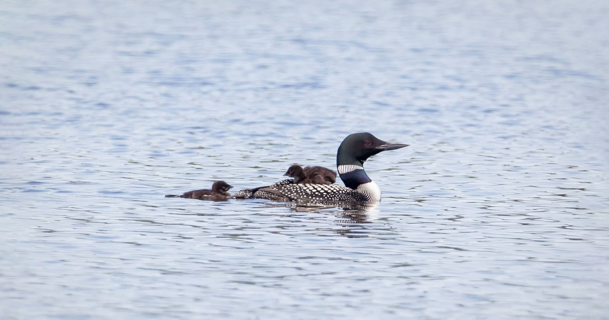 The oldest known common loons | U.S. Fish & Wildlife Service