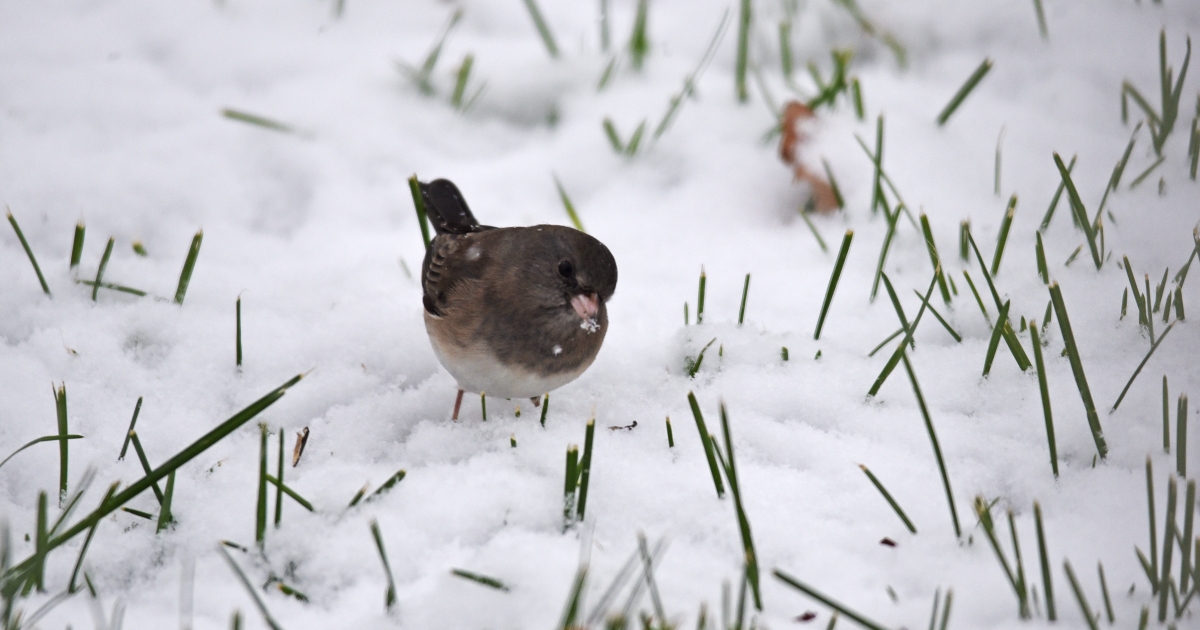 How do birds keep warm in the winter? | U.S. Fish & Wildlife Service