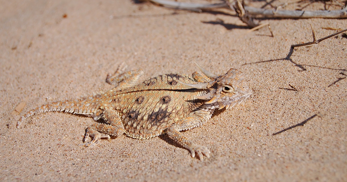 Military partners series | U.S. Fish & Wildlife Service